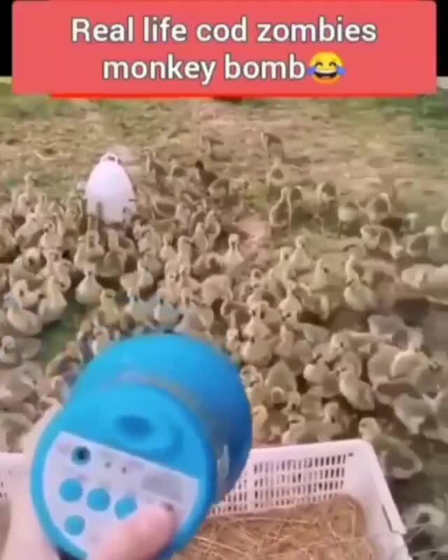 Real life cod zombies monkey bomb - iFunny
