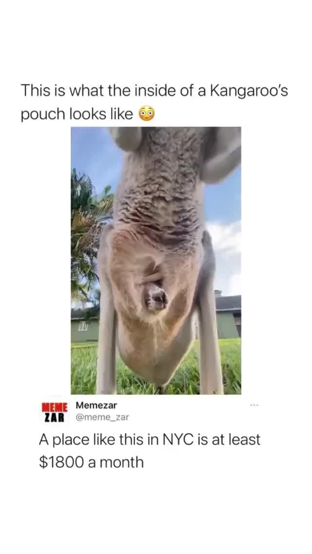 This is what the inside of a Kangaroo's pouch looks like MEME Memezar ...