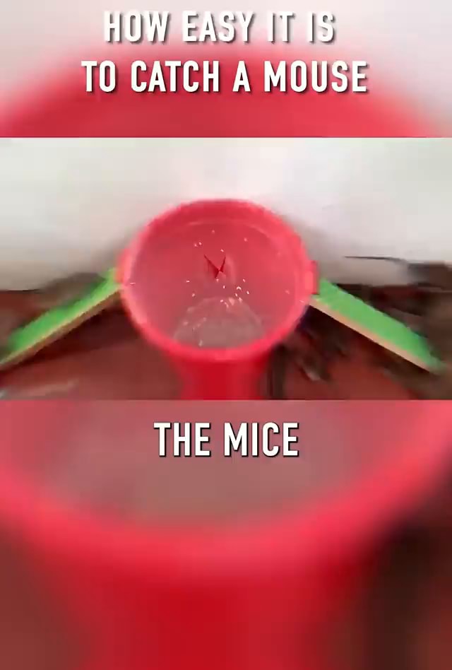 HOW EASY IT TO CATCH A MOUSE THE MICE - iFunny