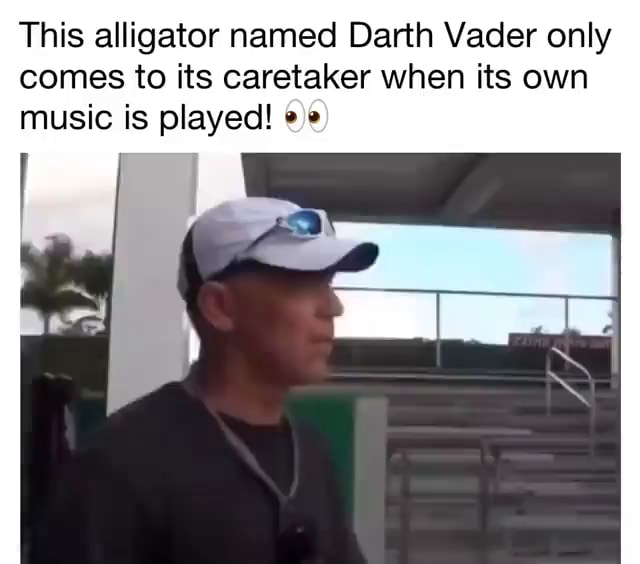 This alligator named Darth Vader only comes to its caretaker when its ...