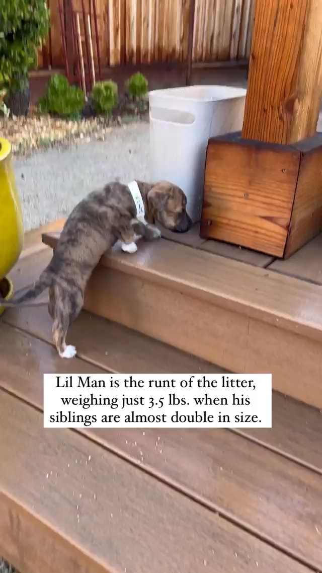 Lil Man is the runt of the litter, weighing just 3.5 lbs. when his ...