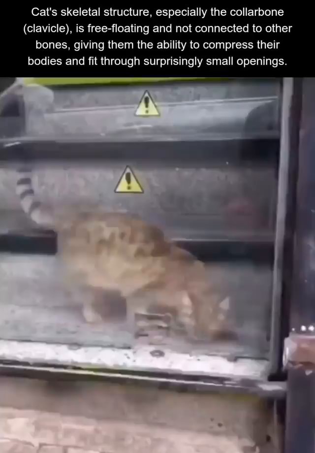 Cat's skeletal structure, especially the collarbone (clavicle), is free ...