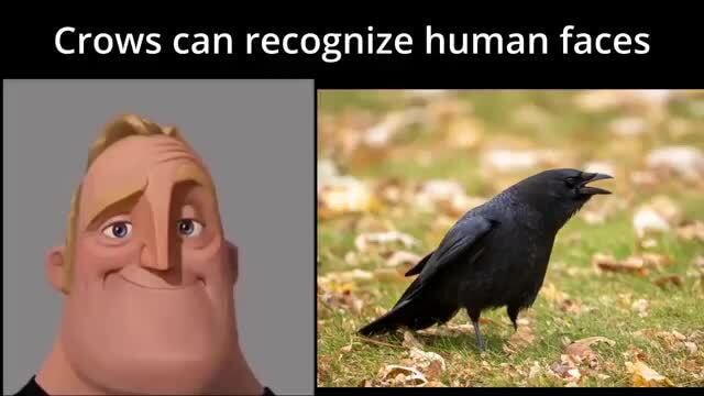Crows can recognize human faces - iFunny