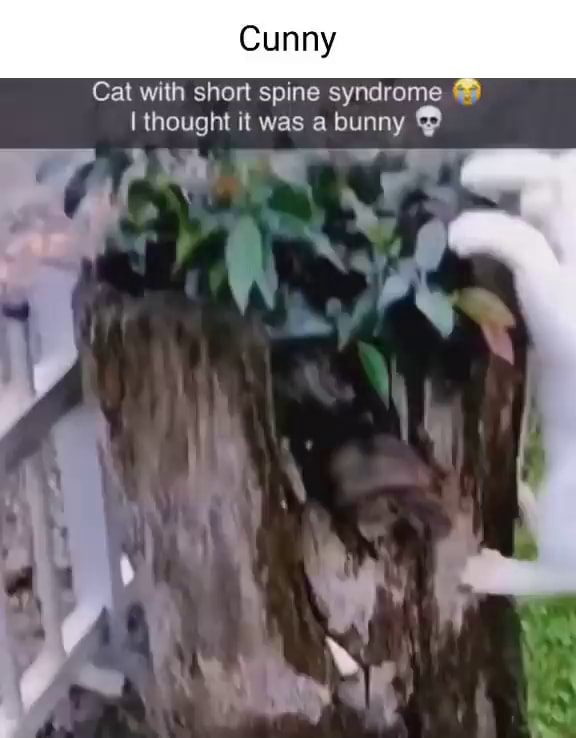 Gunny Cat with short spine syndrome I thought it was a bunny \J - iFunny