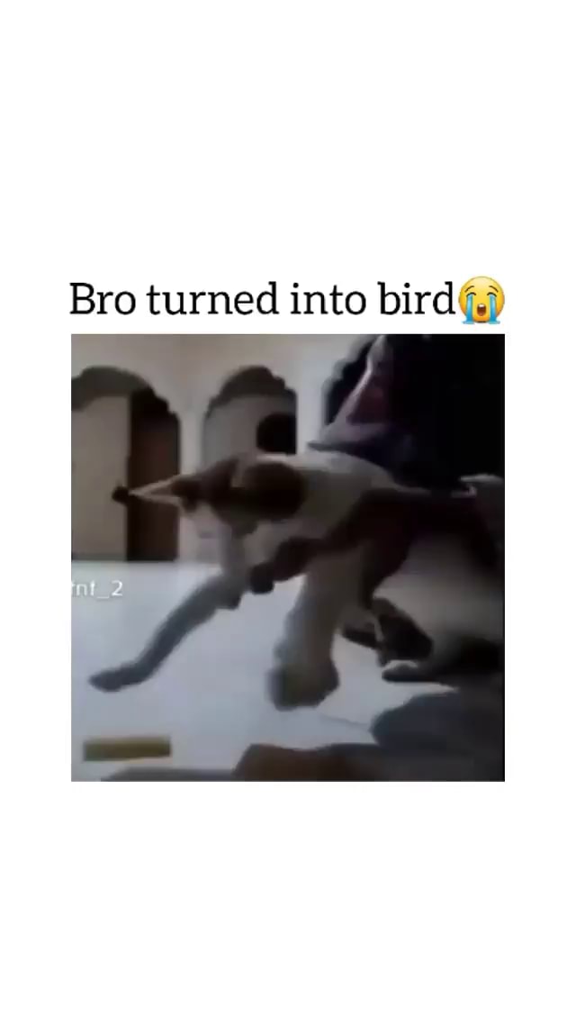 Bro turned into bird - iFunny