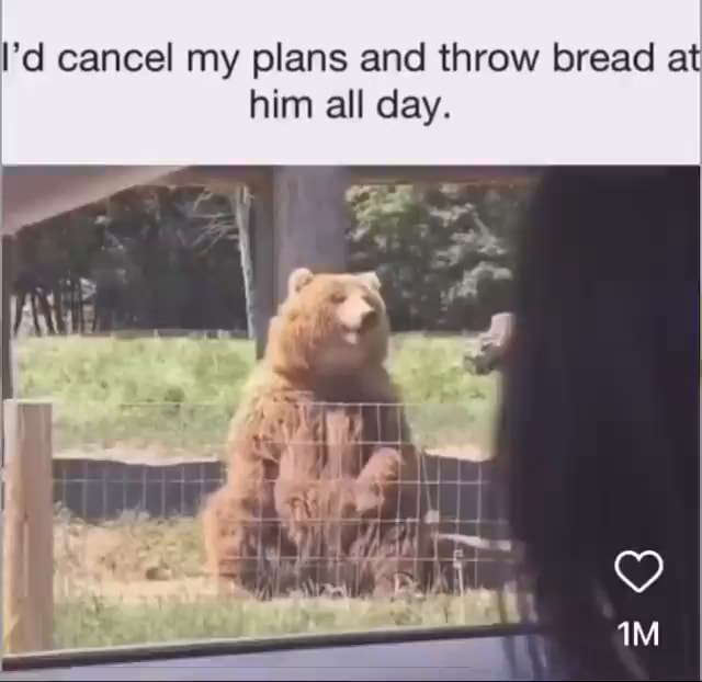 I'd cancel my plans and throw bread at him all day. - iFunny