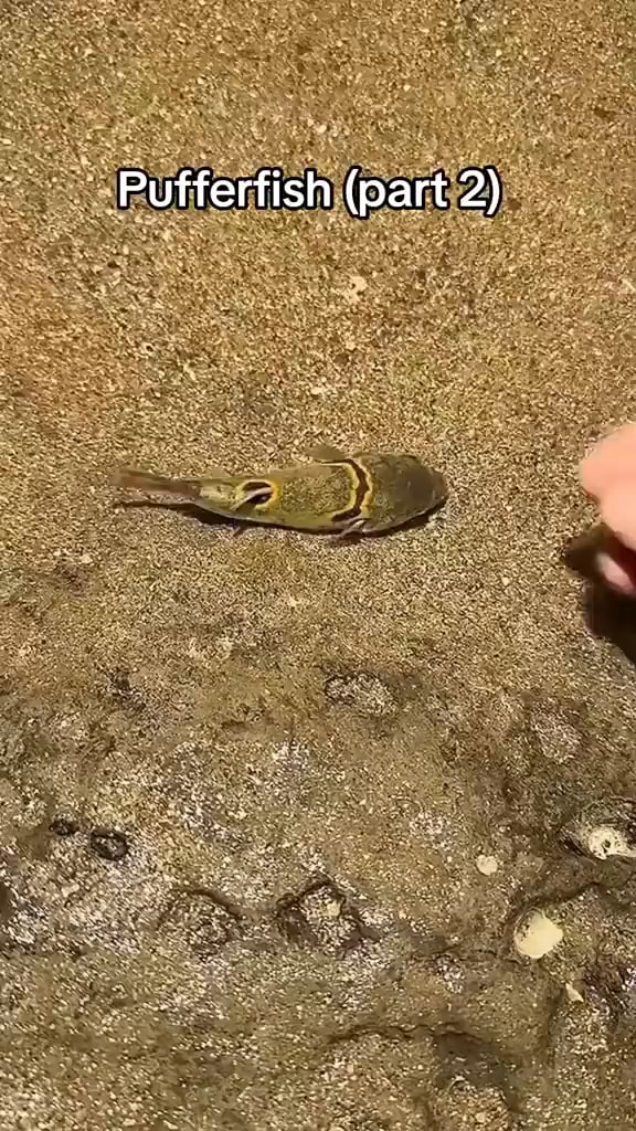 Pufferfish (part 2) - iFunny