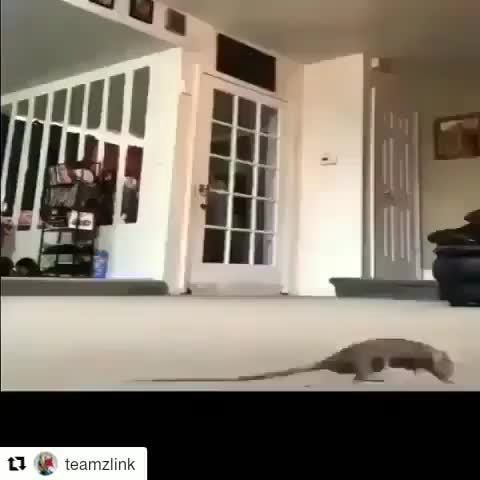 Megaevolutions™ on Instagram: “🤣 Real Rattata battle By @lightskinmonte ...