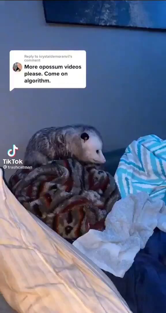 More opossum videos please. Come on algorithm. cf TikTok @trasheatman ...