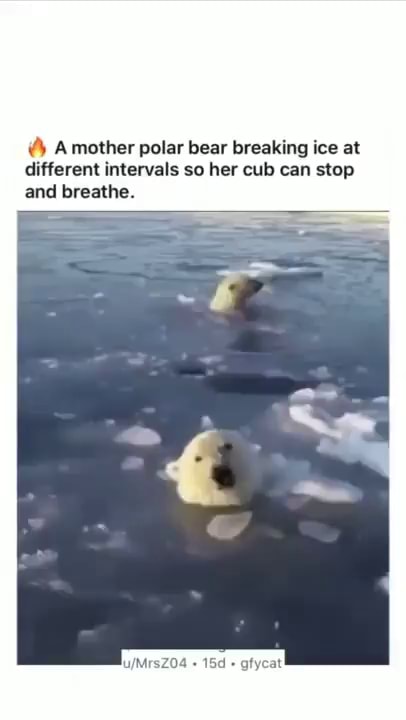 Amother polar bear breaking ice at different intervals so her cub can ...