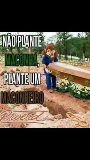 Não plante maconha, plante uma maconheiro - )