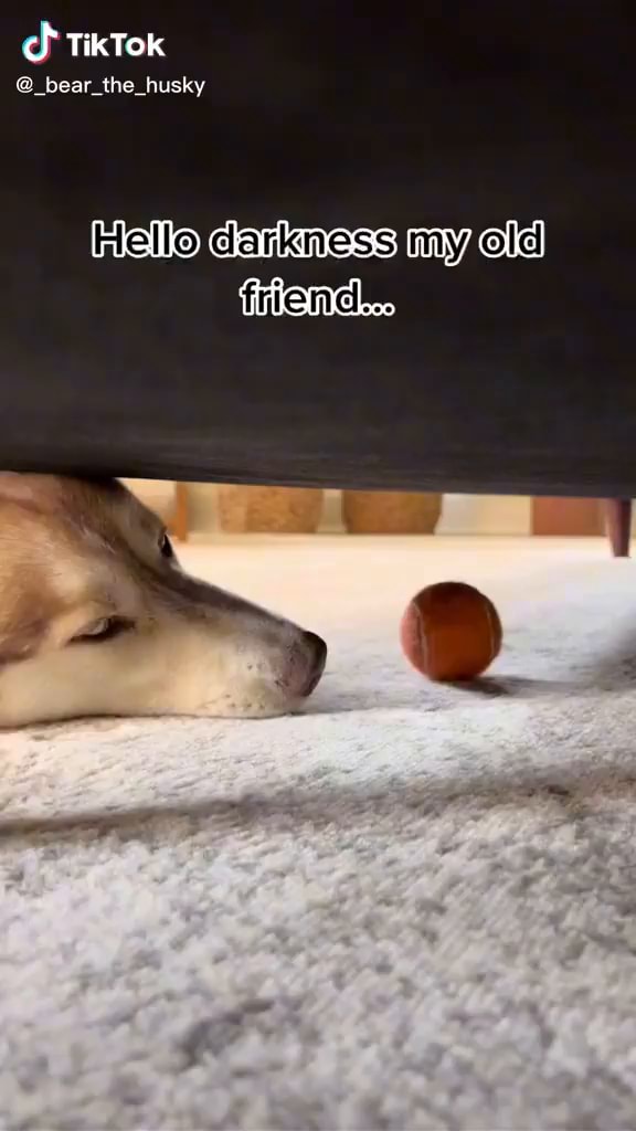 TikTok @_bear_the_husky lello darkness my old) - iFunny
