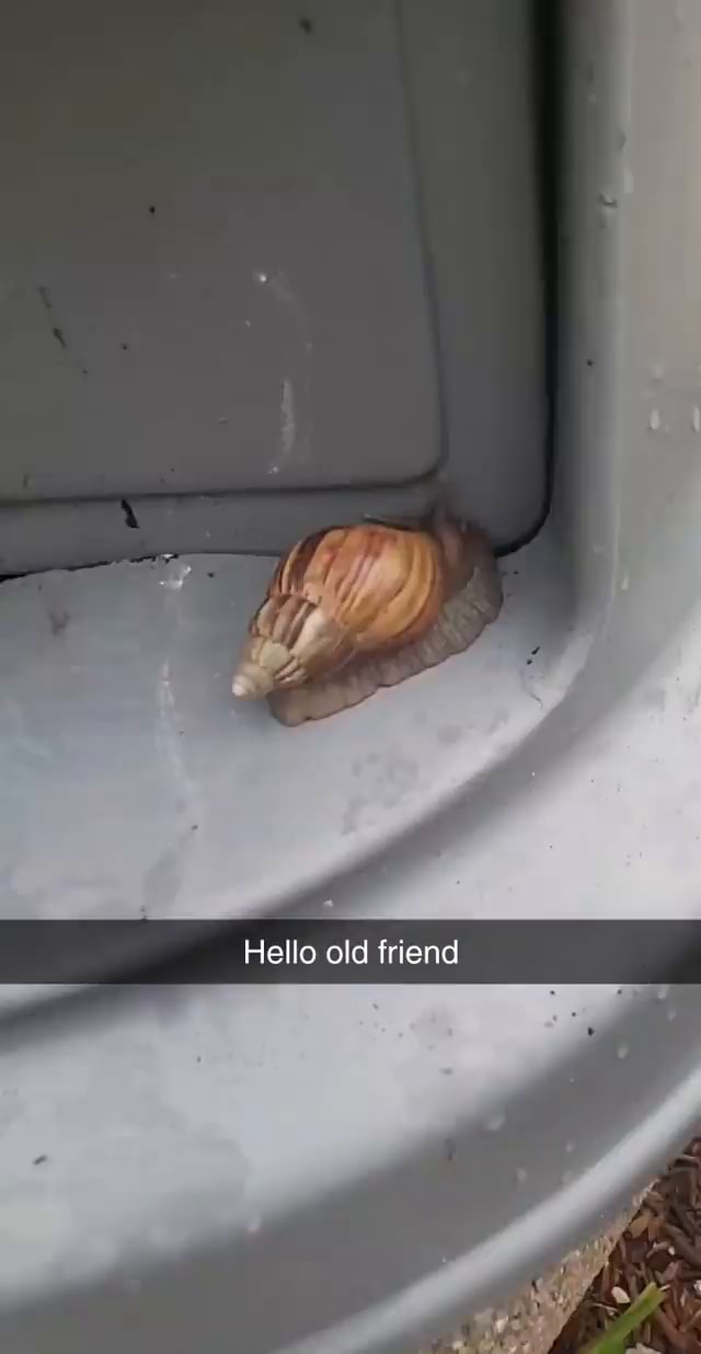 Hello old friend - iFunny