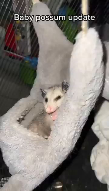 Raby possum update - iFunny