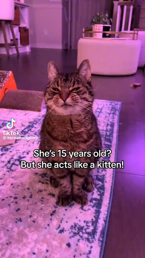 Tik TOk She's 15 years old? But she acts like a kitten! - iFunny