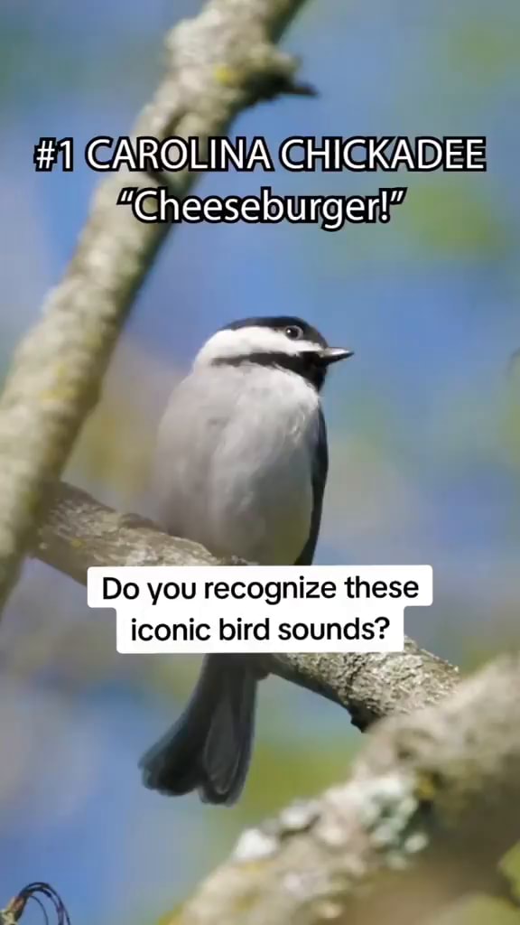 #1 CAROLINA CHICKADEE "Cheeseburger!" Do you recognize these iconic ...