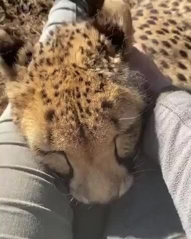 Video memes gmYgS2UV8 by Breton: 469 comments - iFunny