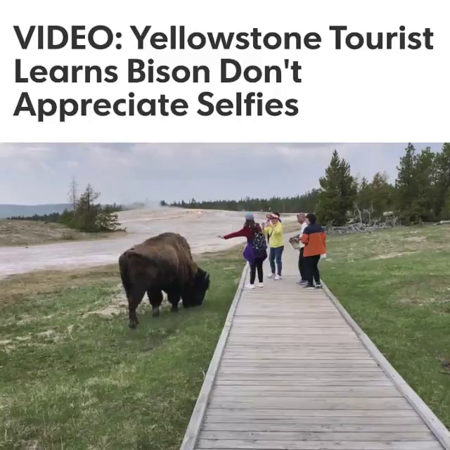 VIDEO: Yellowstone Tourist Learns Bison Don't Appreciate Selfies - iFunny