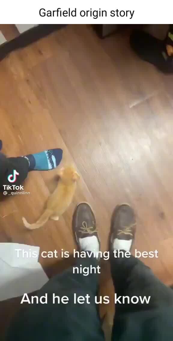Garfield origin story Tik Tok This cat is Naving the best night And he ...