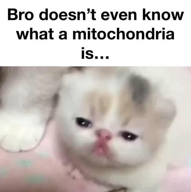 Bro doesn't even know what a mitochondria - iFunny