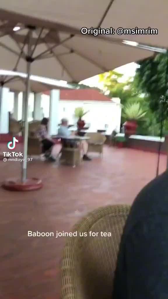 Original: @msimrim Baboon joined us for tea - iFunny