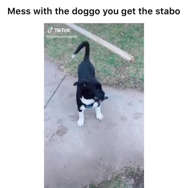 Mess with the doggo you get the stabo - iFunny