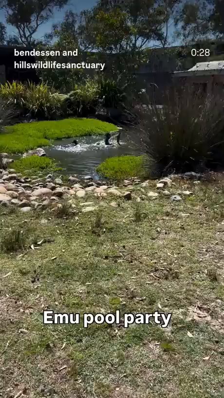 Bendessen and hillswildlifesanctuary Emu pool party - iFunny
