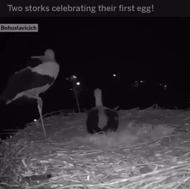 Two storks celebrating their first egg! - iFunny