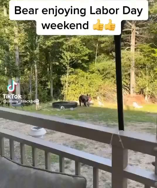 Bear enjoying Labor Day Tik Tok - iFunny