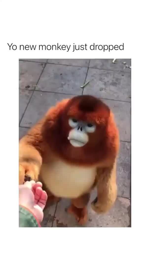 Yo new monkey just dropped - iFunny
