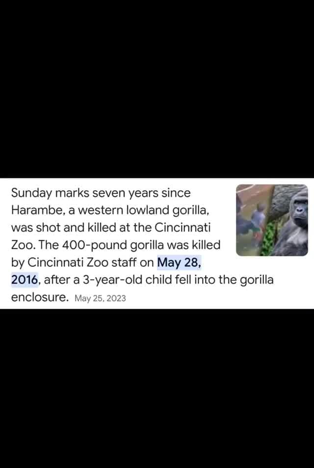 Sunday marks seven years since Harambe, a western lowland gorilla, was ...