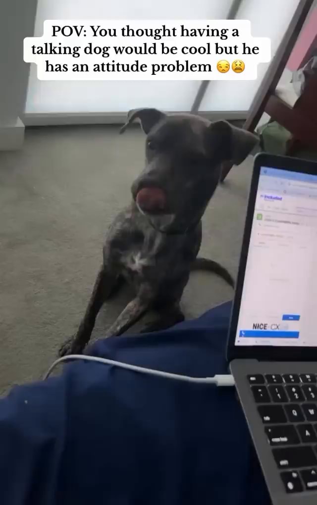 POV: You thought having a talking dog would be cool but he has an ...