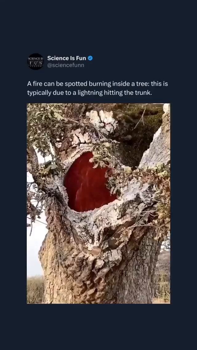 Normally, when a tree gets struck by lightning, it is mostly blown ...