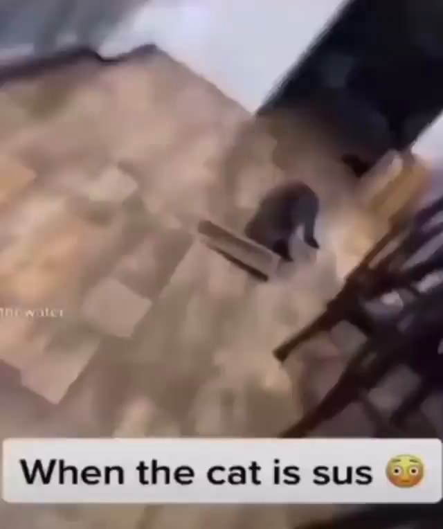 When the cat is sus - iFunny