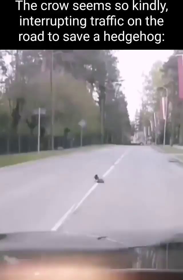 The crow seems so kindly, interrupting traffic on the road to save a ...