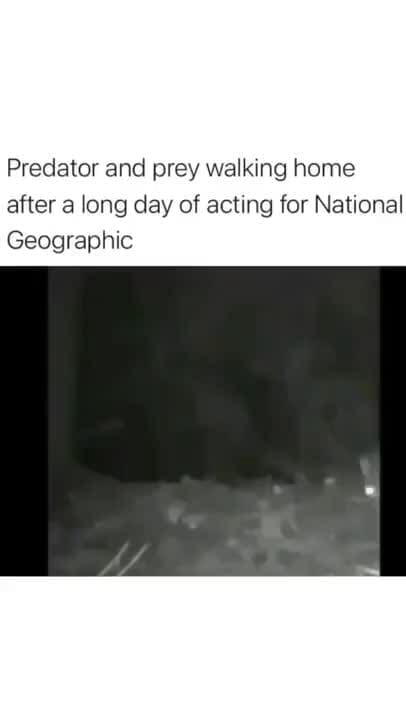 Predator and prey walking home after a long day of acting for National ...