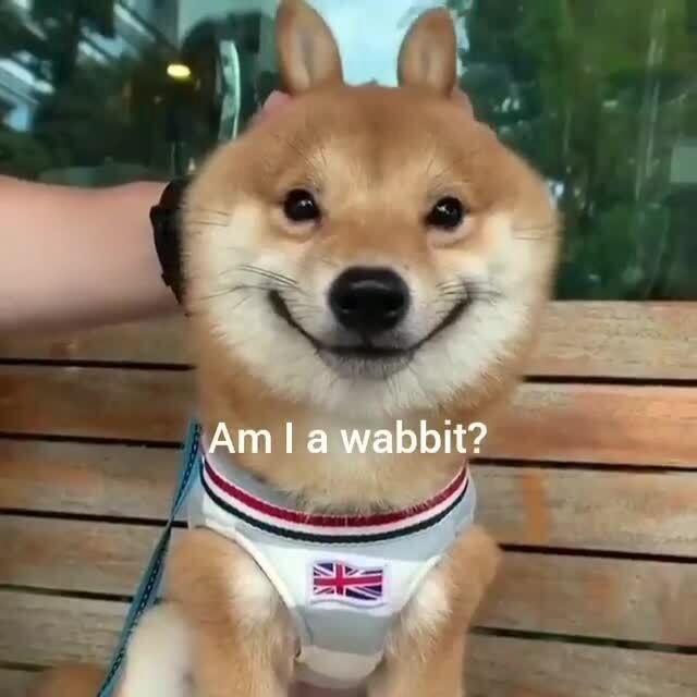 Am Ia wabbit? - iFunny