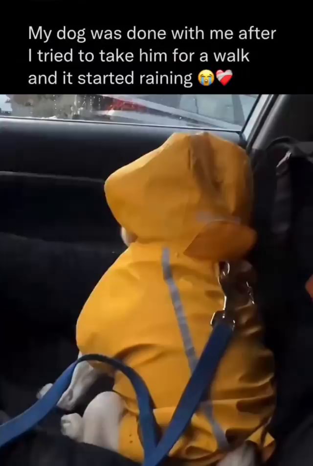 My deg was done with me after I tried to take him for a walk and it ...