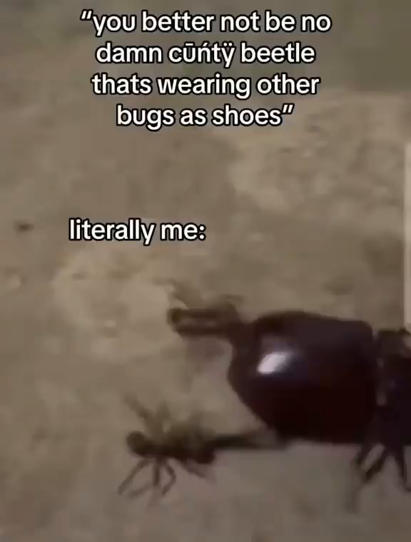 "you better not be na damn cunty beetle thats wearing other bugs as ...