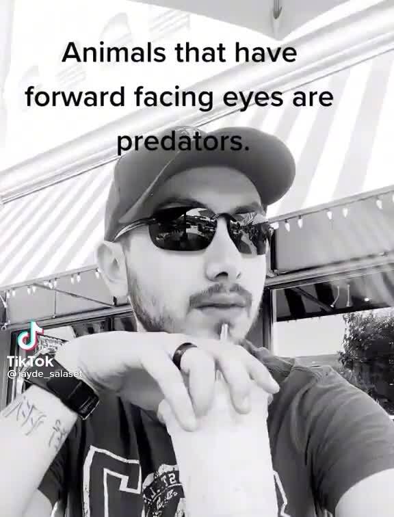 Animals That Have Forward Facing Eyes Are Predators IFunny Animals That Have Forward Facing Eyes Are Predators IFunny