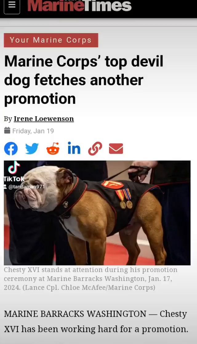 Your Marine Corps Marine Corps' top devil dog fetches another promotion ...