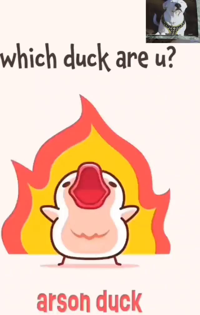 Which duck are u? arson duck - iFunny