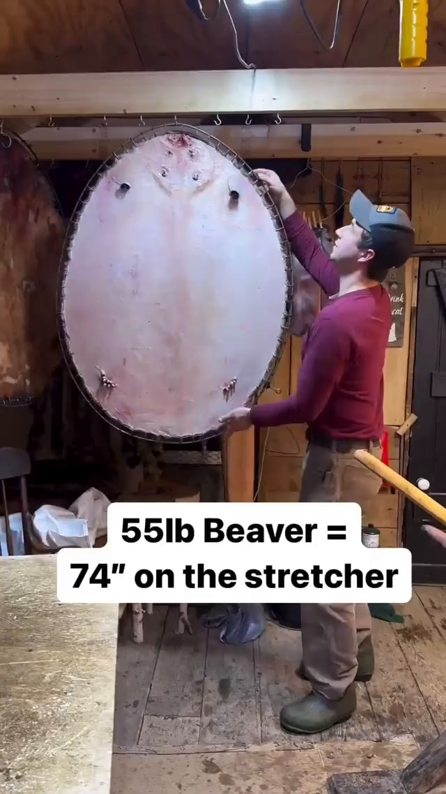 55lb Beaver = 74" on the stretcher - iFunny
