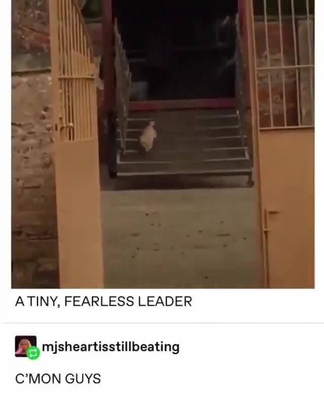ATINY, FEARLESS LEADER C'MON GUYS - iFunny