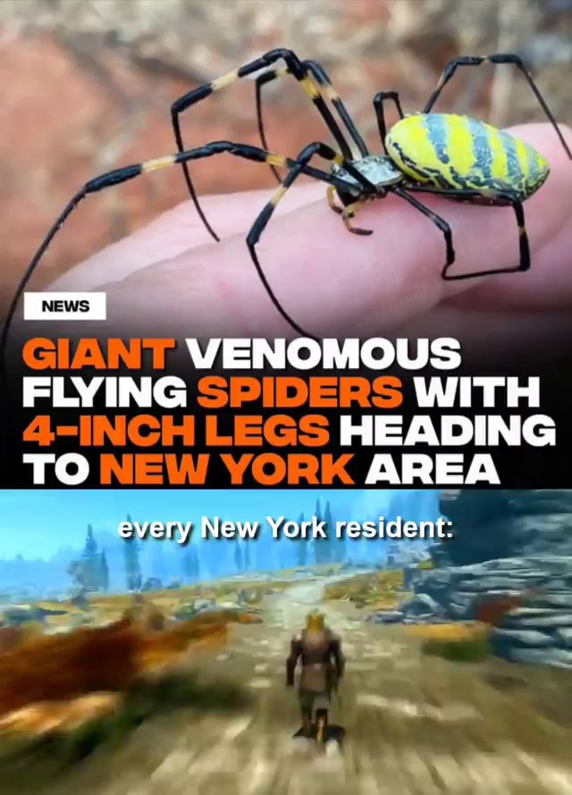 GIANT VENOMOUS FLYING SPIDERS WITH 4-INCH LEGS HEADING TO NEW YORK AREA ...