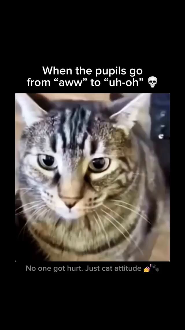 When the pupils go from "aww" to "uh-oh" No one got hurt. Just cat ...