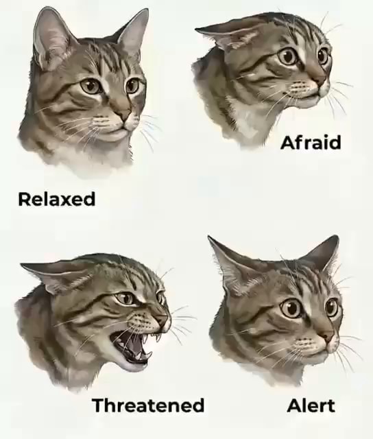 Afraid Relaxed Threatened Alert - iFunny