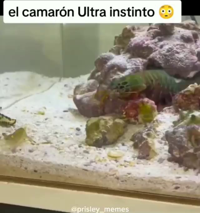 I el camarón Ultra instinto cpristey memes - iFunny
