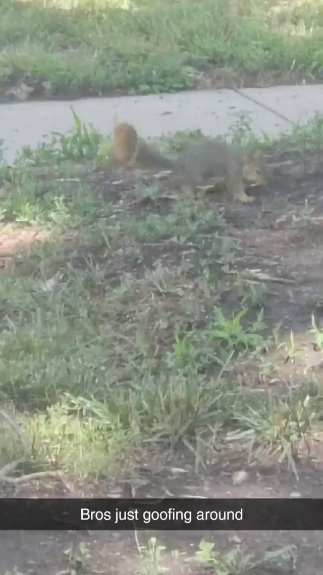 Th Bros just goofing around - iFunny