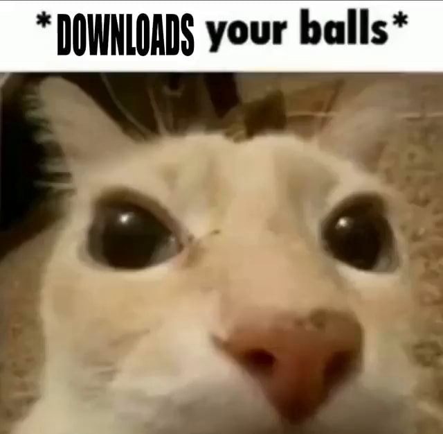 Excuse Me While I Download Your Balls Downloads Your Balls Ifunny